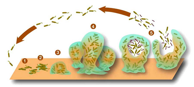 Understanding Biofilm and Lyme Disease - Lyme-int - Lyme disease worldwide